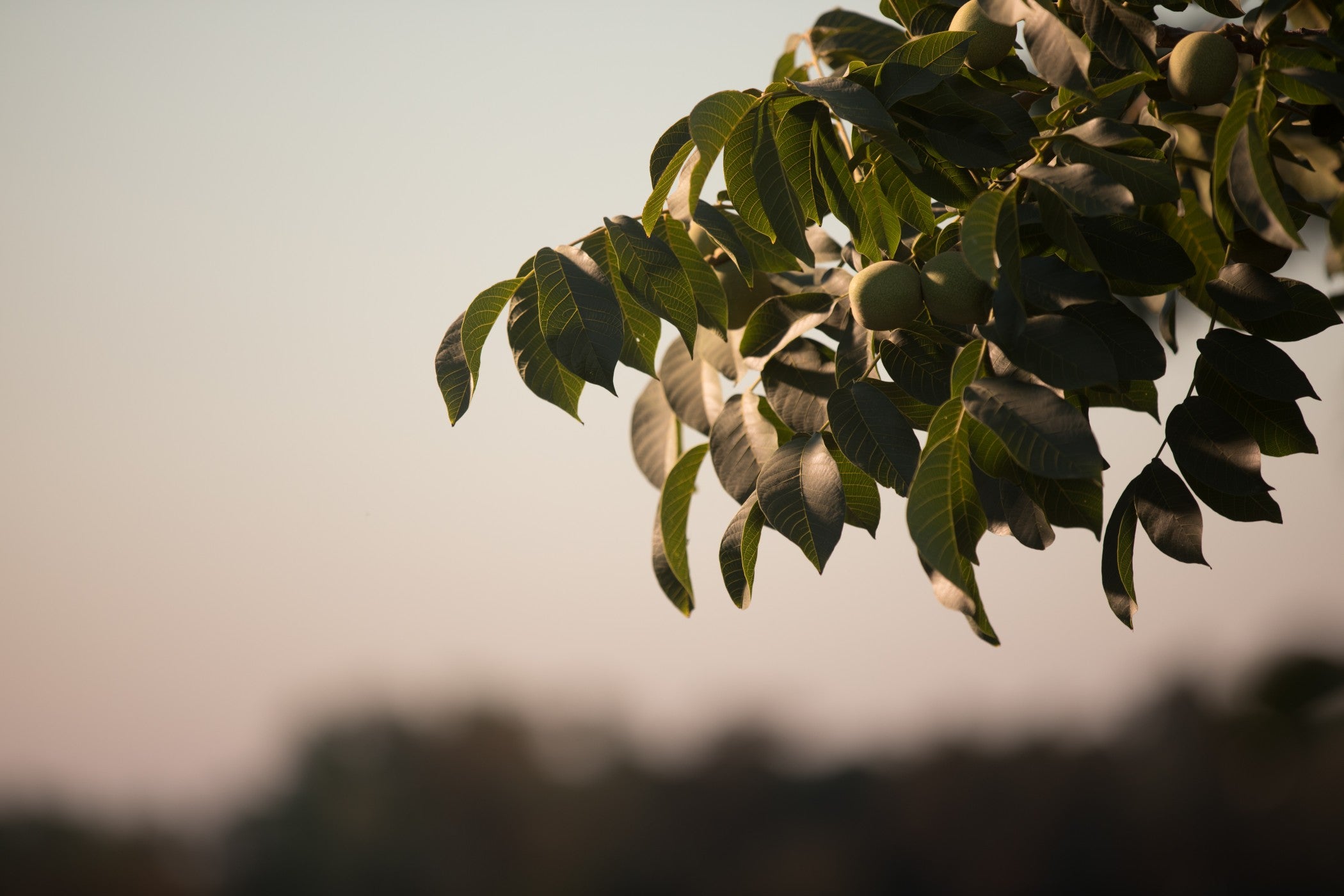 Growers – Crain Ranch